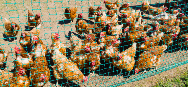 Sodium Humate - New-Nutri