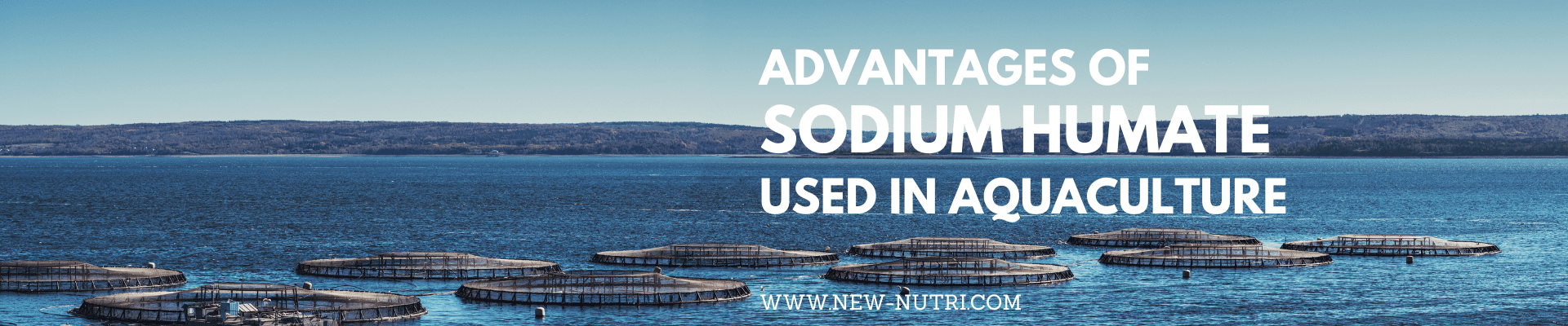 The Advantages of Sodium Humate Used in Aquaculture - New-Nutri